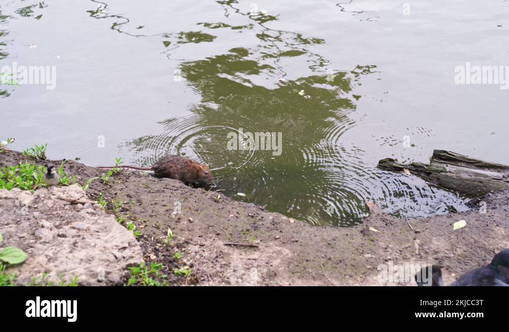 Lake rat Stock Videos & Footage - HD and 4K Video Clips - Alamy