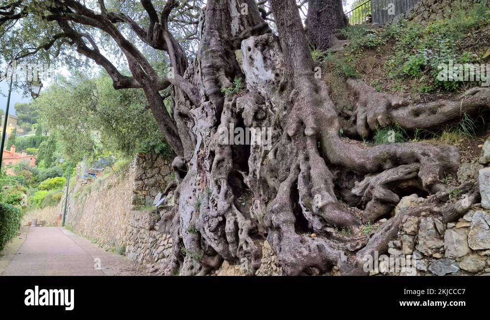 Thousand year tree Stock Videos & Footage - HD and 4K Video Clips - Alamy