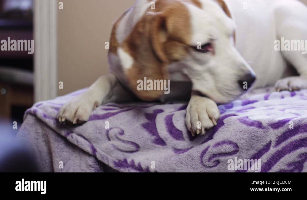 Paw on edge Stock Videos & Footage - HD and 4K Video Clips - Alamy