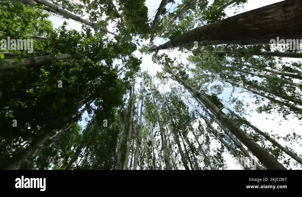 Tracking under trees Stock Videos & Footage - HD and 4K Video Clips - Alamy