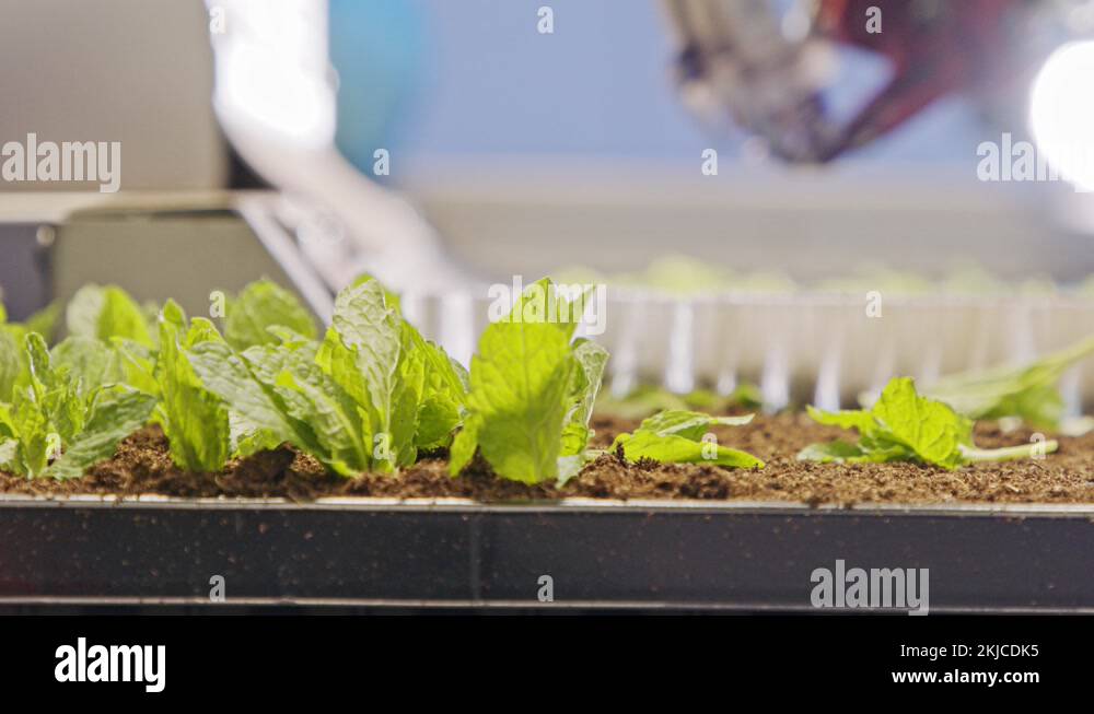 Automated planting process using advanced robot for planting leaves in ...