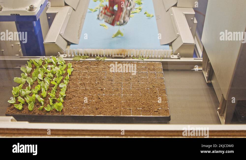 Automated planting process using advanced robot for planting leaves in ...
