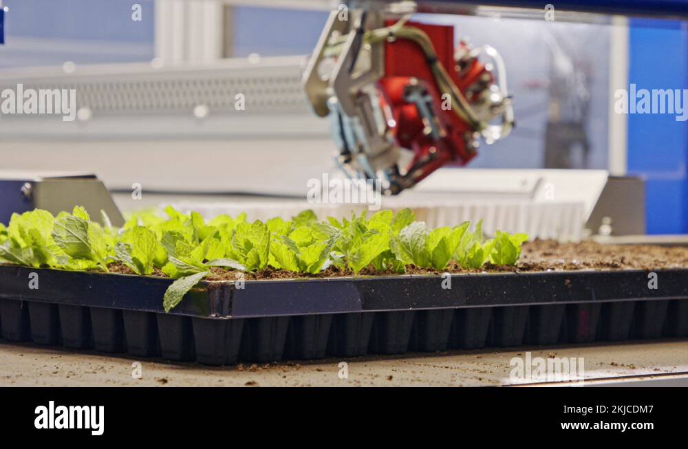 Automated planting process using advanced robot for planting leaves in ...