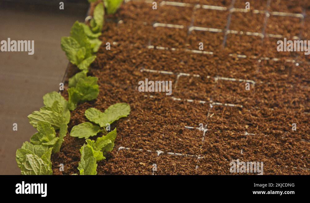 Automated planting process using advanced robot for planting leaves in ...