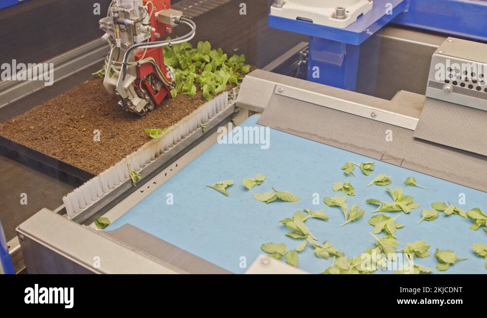 Automated planting process using advanced robot for planting leaves in ...