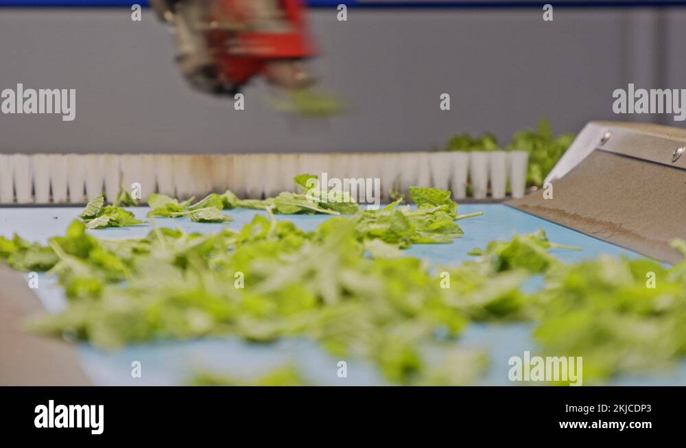 Automated planting process using advanced robot for planting leaves in ...