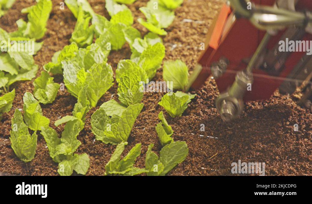 Automated planting process using advanced robot for planting leaves in ...