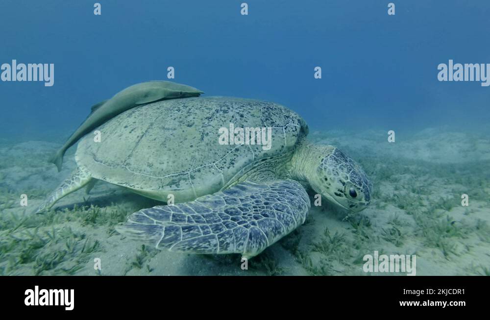 Green sea turtles shell Stock Videos & Footage - HD and 4K Video Clips - Alamy