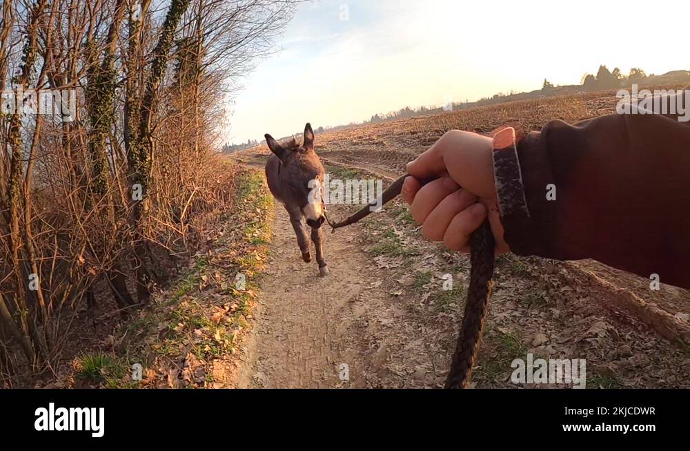 Donkey walking on a hill Stock Videos & Footage - HD and 4K Video Clips ...
