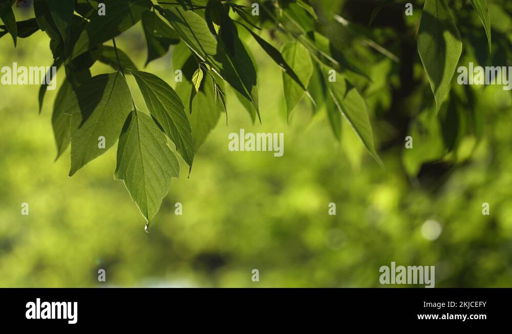 Natural wallpapers Stock Videos & Footage - HD and 4K Video Clips - Alamy