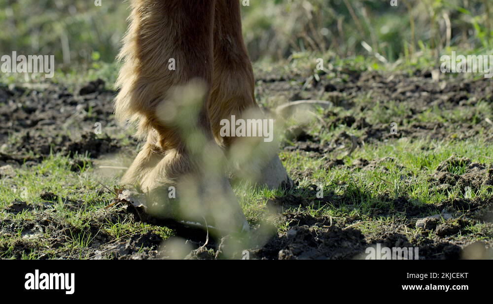 Horse hooves on grass Stock Videos & Footage - HD and 4K Video Clips ...