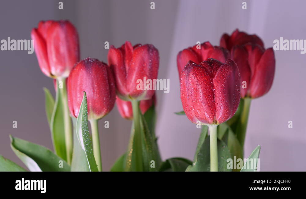 Red tulip petals of the flowers on a closer zoom look Stock Video ...