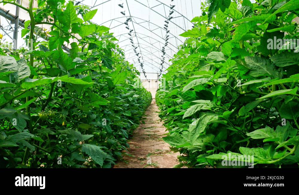 Rows of plants growing inside a large greenhouse Stock Video Footage ...