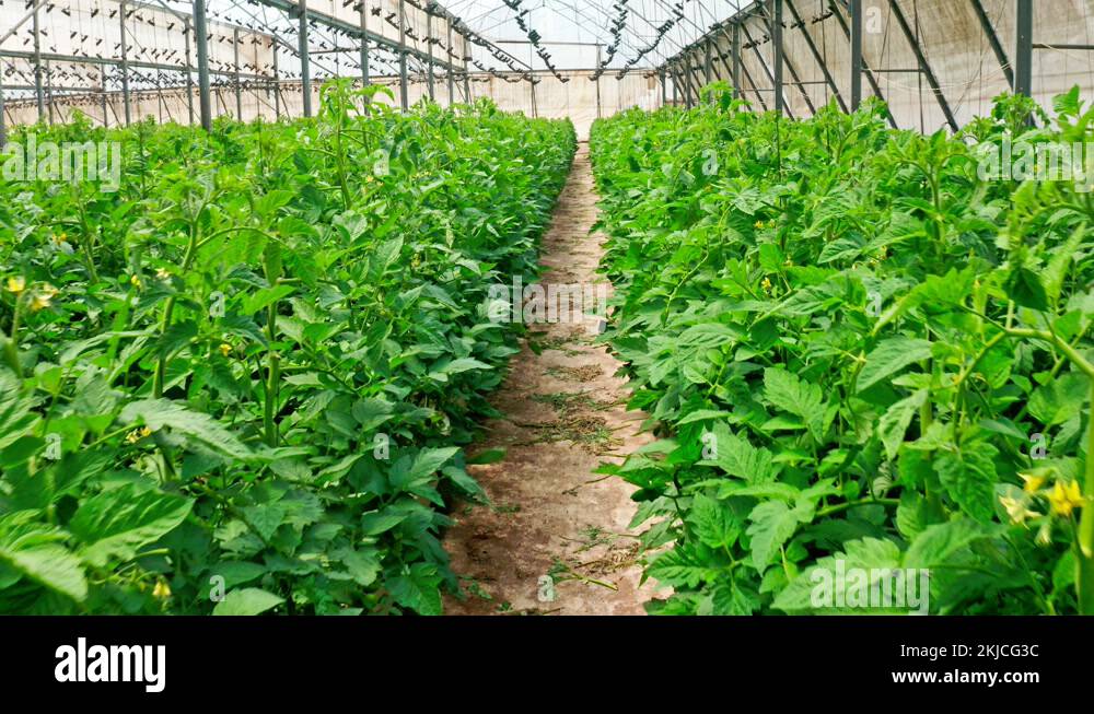 Rows of plants growing inside a large greenhouse Stock Video Footage ...