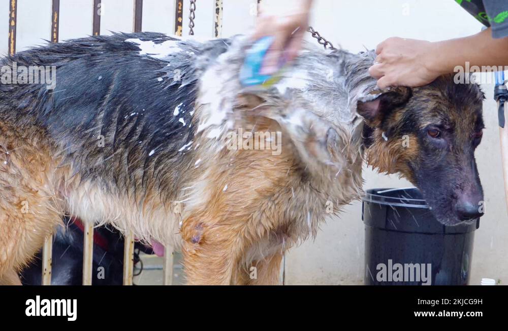 Dog bathing with owner Stock Videos & Footage - HD and 4K Video Clips ...