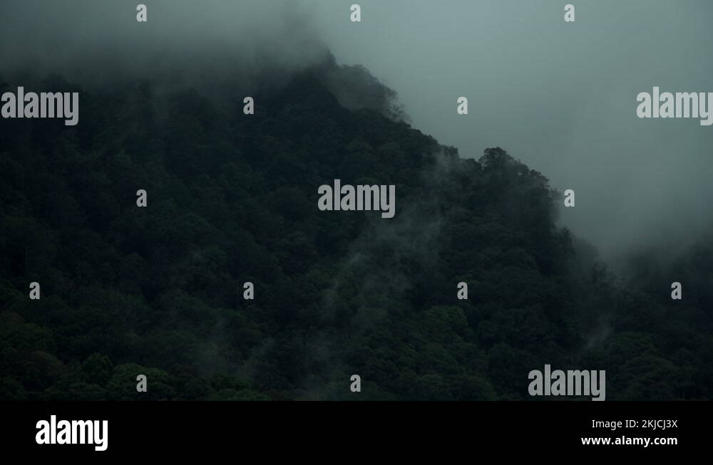 Tropical rainforest scene with rain Stock Videos & Footage - HD and 4K ...