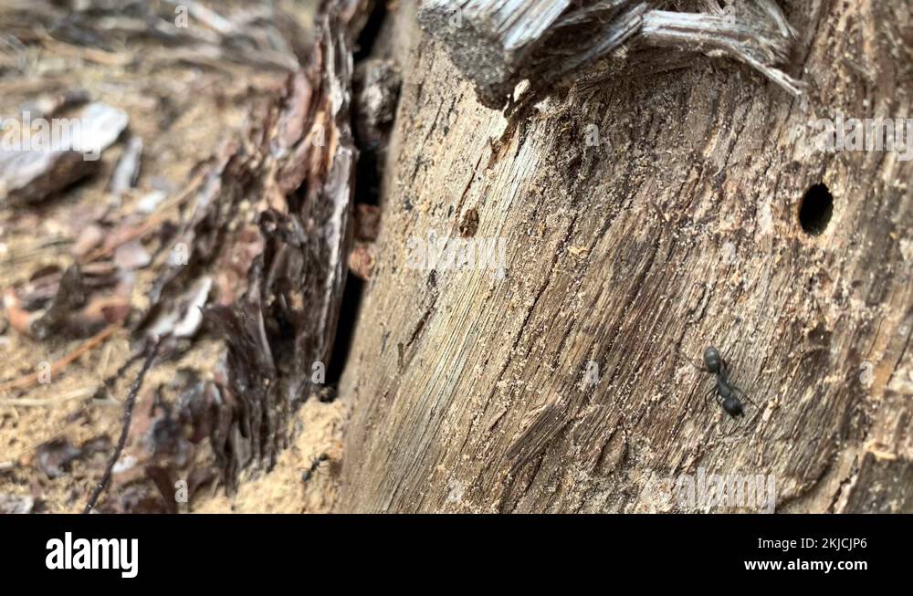 Oak ants Stock Videos & Footage - HD and 4K Video Clips - Alamy