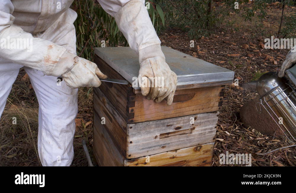 African bee hive Stock Videos & Footage - HD and 4K Video Clips - Alamy