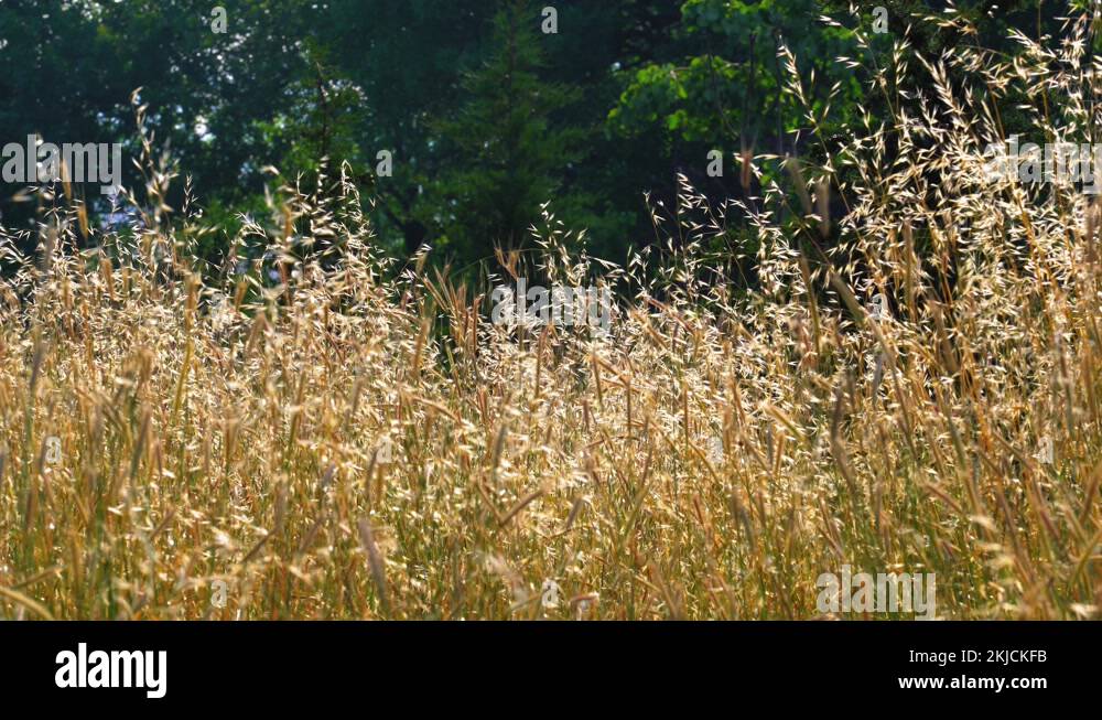 Oat tree Stock Videos & Footage - HD and 4K Video Clips - Alamy