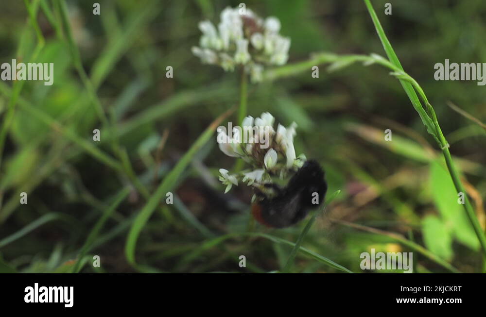 Insects pollination uk Stock Videos & Footage - HD and 4K Video Clips - Alamy