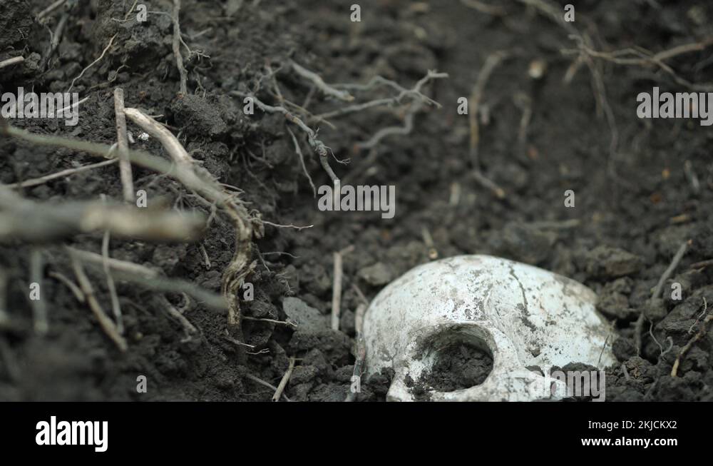Murder In Woods, Human Skull Remains Buried, Police Crime Scene, 4K ...