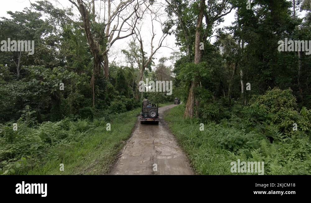 Kaziranga jungle Stock Videos & Footage - HD and 4K Video Clips - Alamy