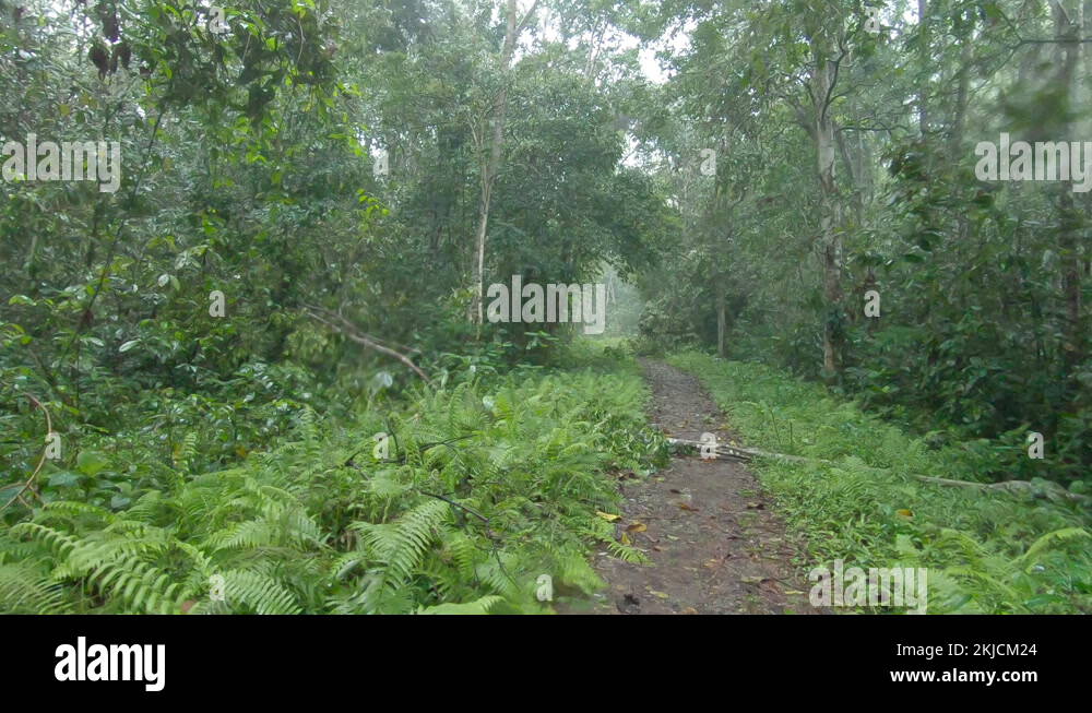 Hollongapar Gibbon Wildlife Sanctuary Assam India jungle India Stock ...