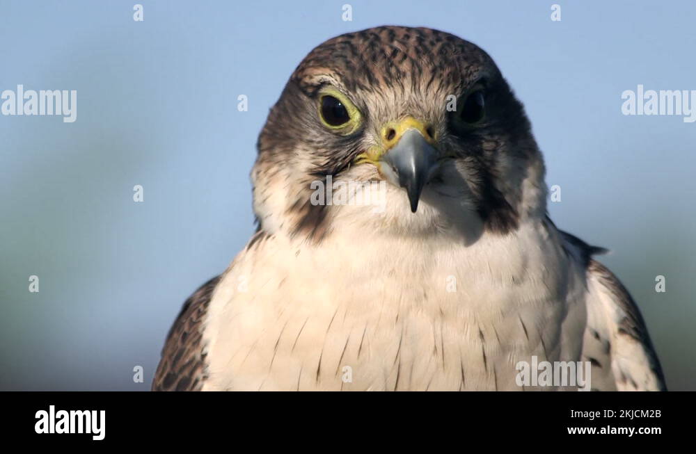 Sharp pointy beak Stock Videos & Footage - HD and 4K Video Clips - Alamy