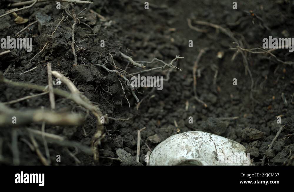 Buried human skeleton Stock Videos & Footage - HD and 4K Video Clips ...