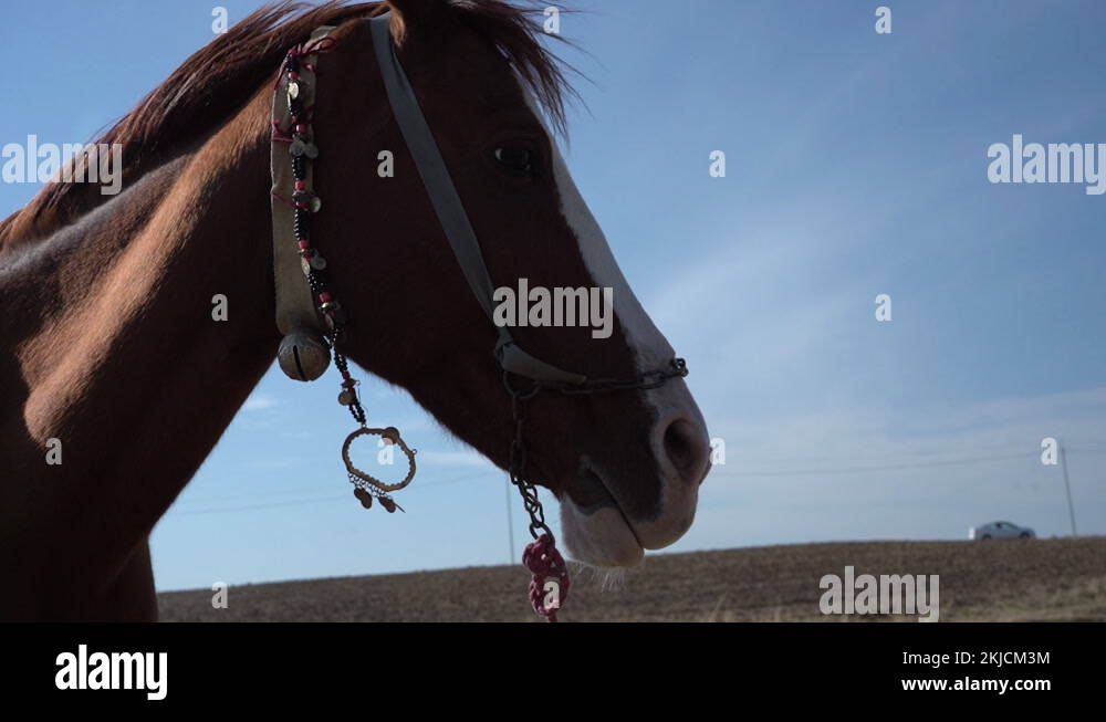 Arabian horse heritage Stock Videos & Footage - HD and 4K Video Clips ...