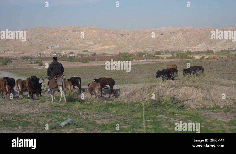 Shepherd and his donkey Stock Videos & Footage - HD and 4K Video Clips ...