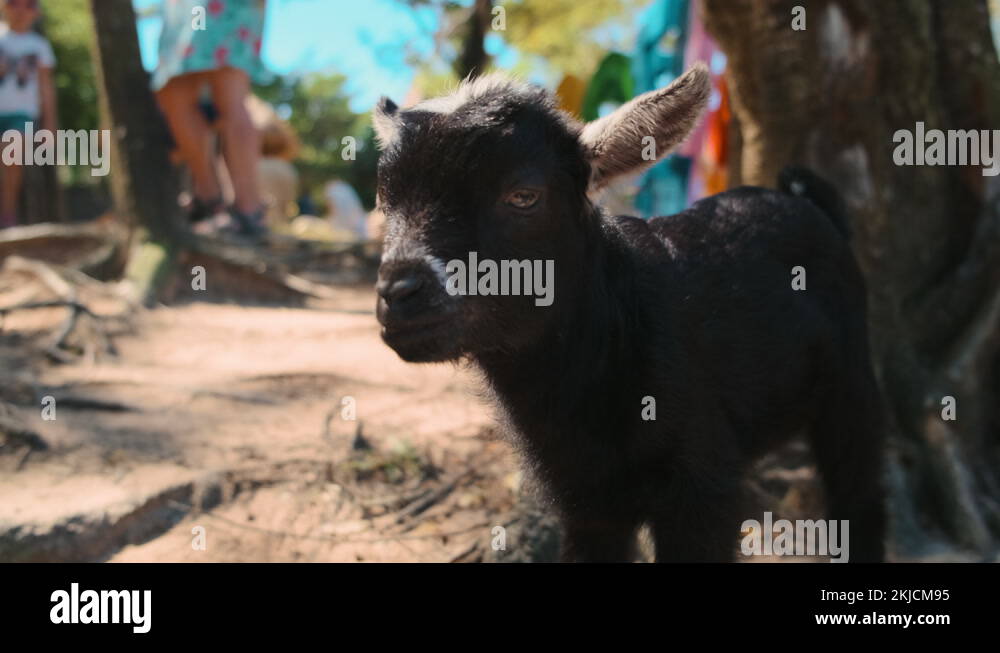 Goatling Stock Videos & Footage - HD and 4K Video Clips - Alamy