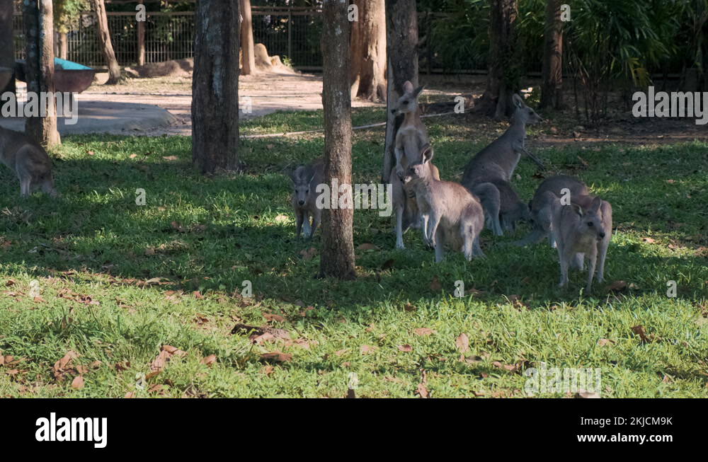 Australian wild animals Stock Videos & Footage - HD and 4K Video Clips ...