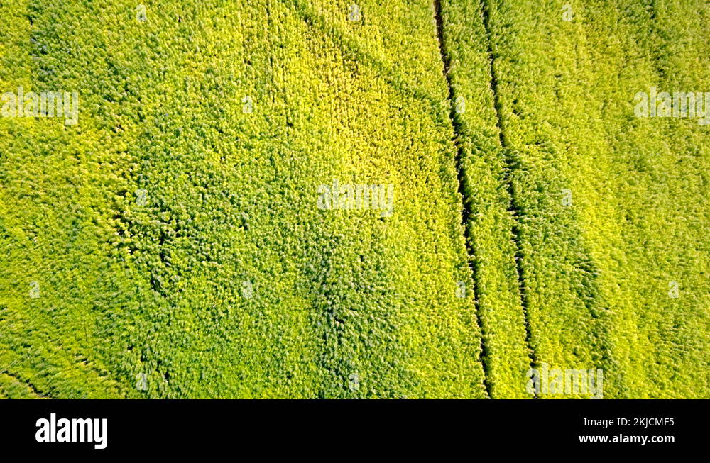 Huge rice field Stock Videos & Footage - HD and 4K Video Clips - Alamy