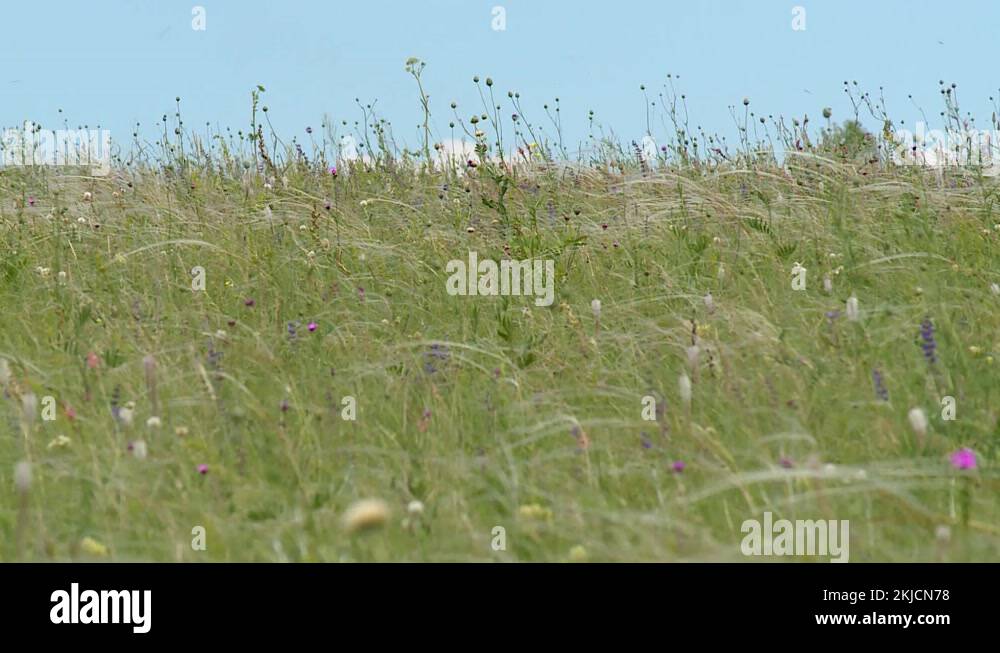 Plan texture Stock Videos & Footage - HD and 4K Video Clips - Alamy