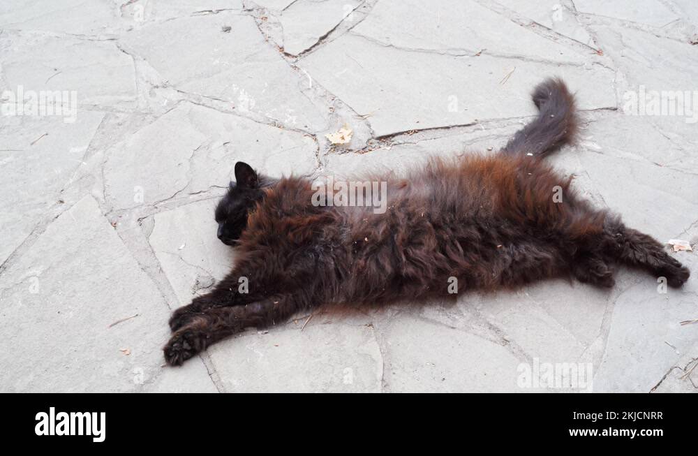 Little dirty cat Stock Videos & Footage - HD and 4K Video Clips - Alamy