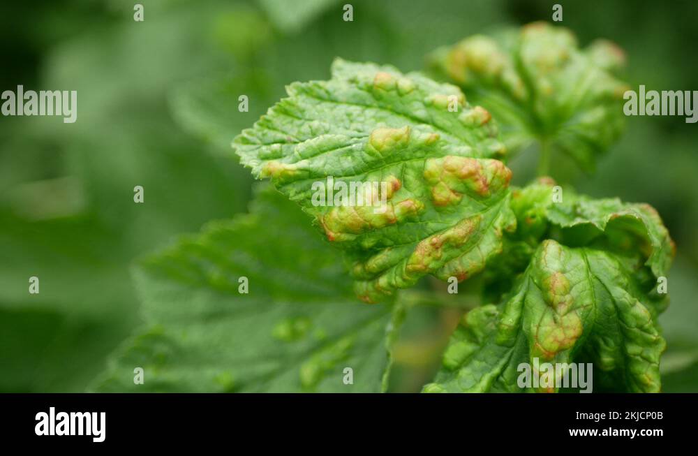 Loss of colonies Stock Videos & Footage - HD and 4K Video Clips - Alamy