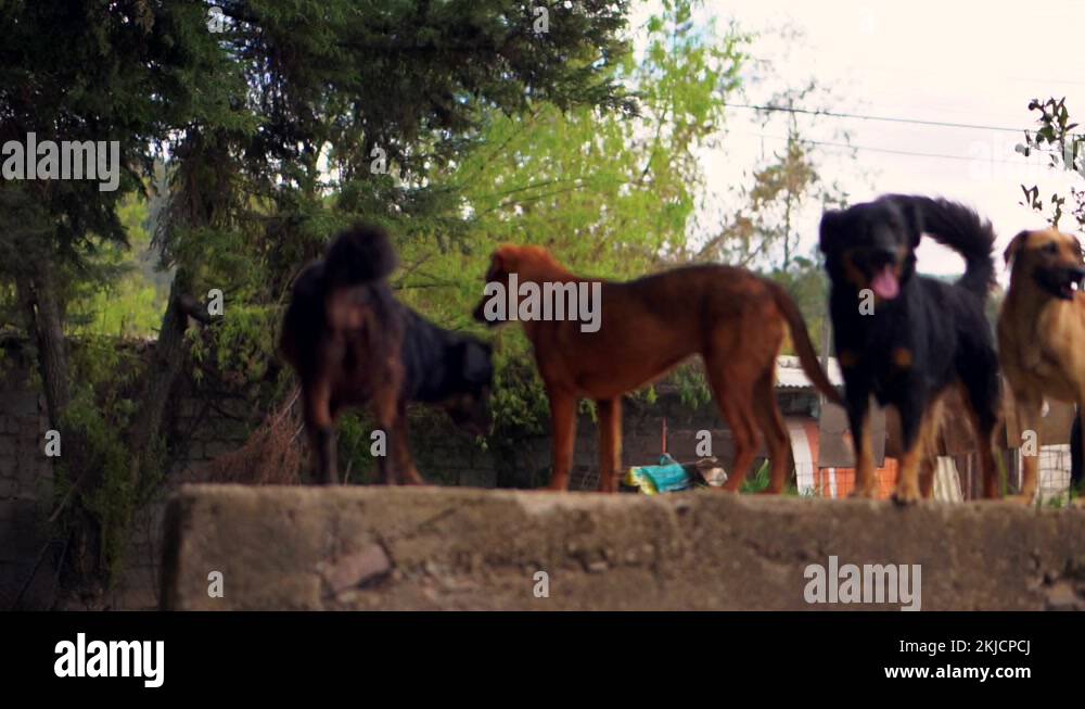 Different tails Stock Videos & Footage - HD and 4K Video Clips - Alamy