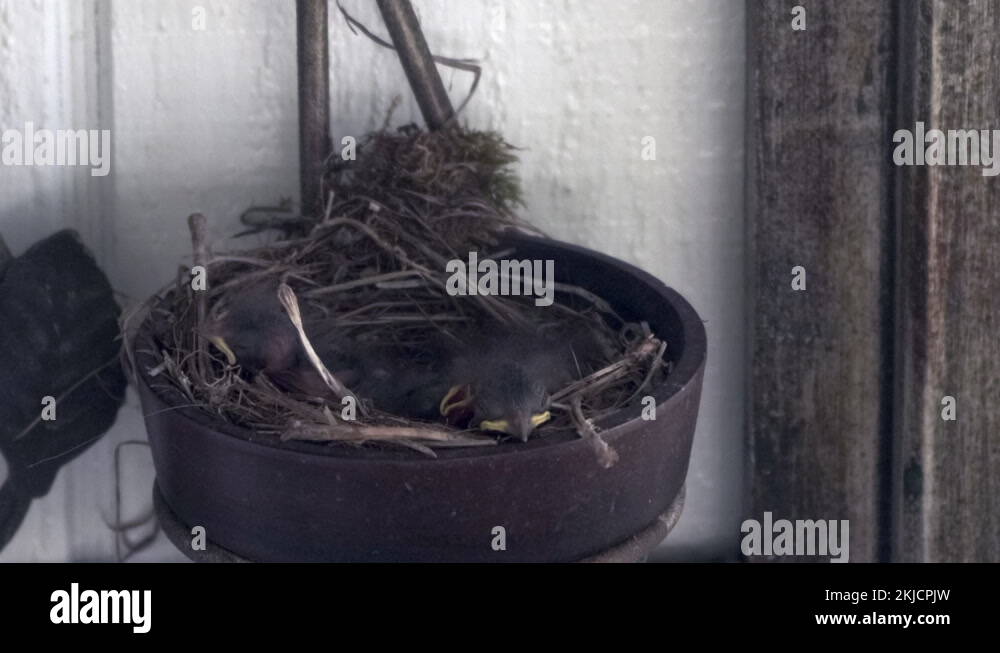 Tiny sweet baby bird chicks resting and sleeping together in nest in ...