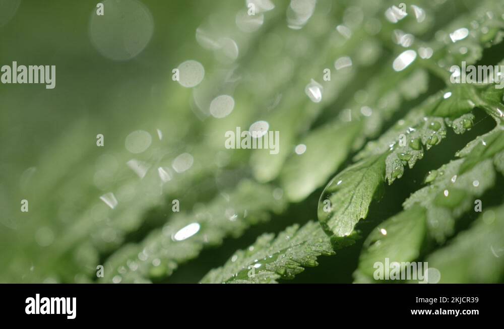 Water drop on tip of leaves Stock Videos & Footage - HD and 4K Video ...
