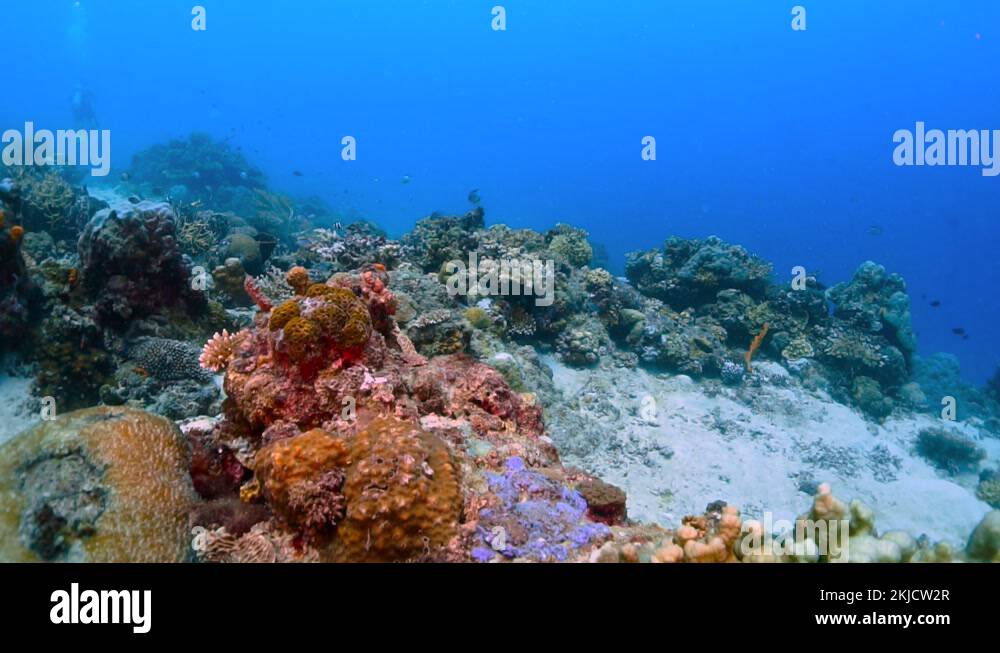 Coral system Stock Videos & Footage - HD and 4K Video Clips - Alamy
