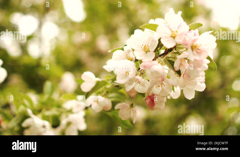 Blossom tree, White flower sakura. Flowers Cherry flowering Stock Video ...