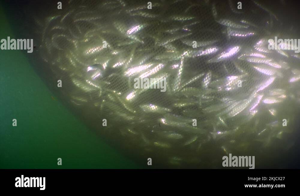 Bottom trawl net Stock Videos & Footage - HD and 4K Video Clips - Alamy