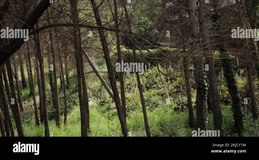 Sunrise new forest Stock Videos & Footage - HD and 4K Video Clips - Alamy