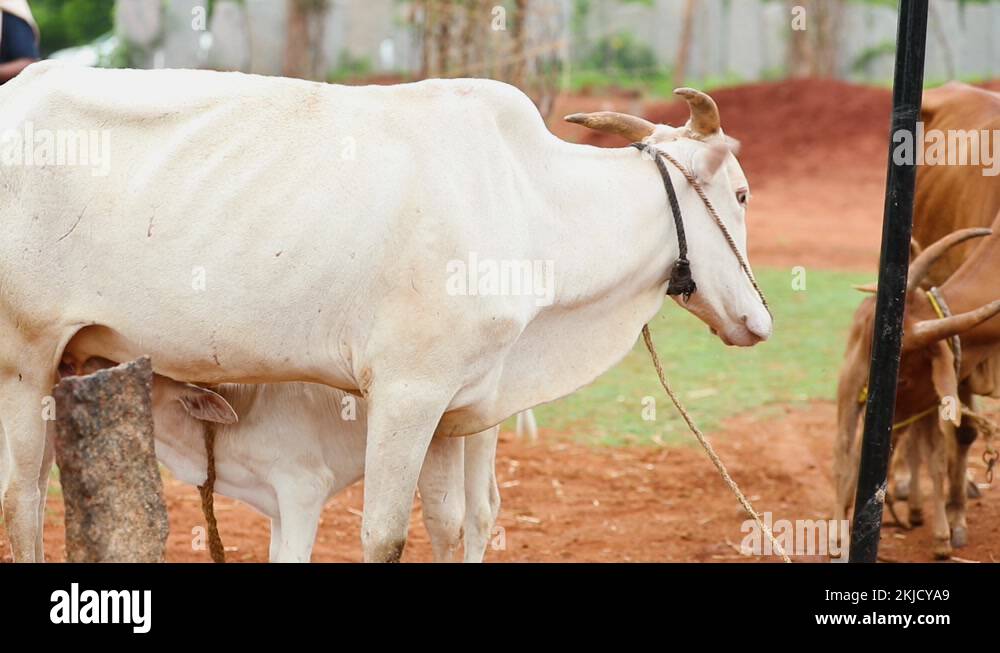 Teet Stock Videos & Footage - HD and 4K Video Clips - Alamy