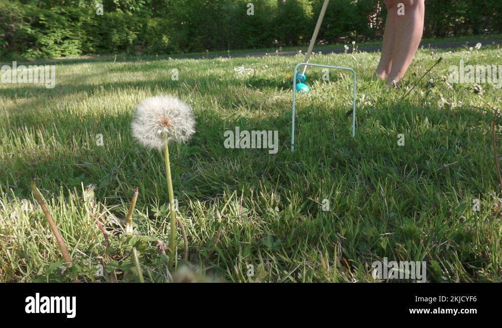 Dandelion seed ball Stock Videos & Footage - HD and 4K Video Clips - Alamy