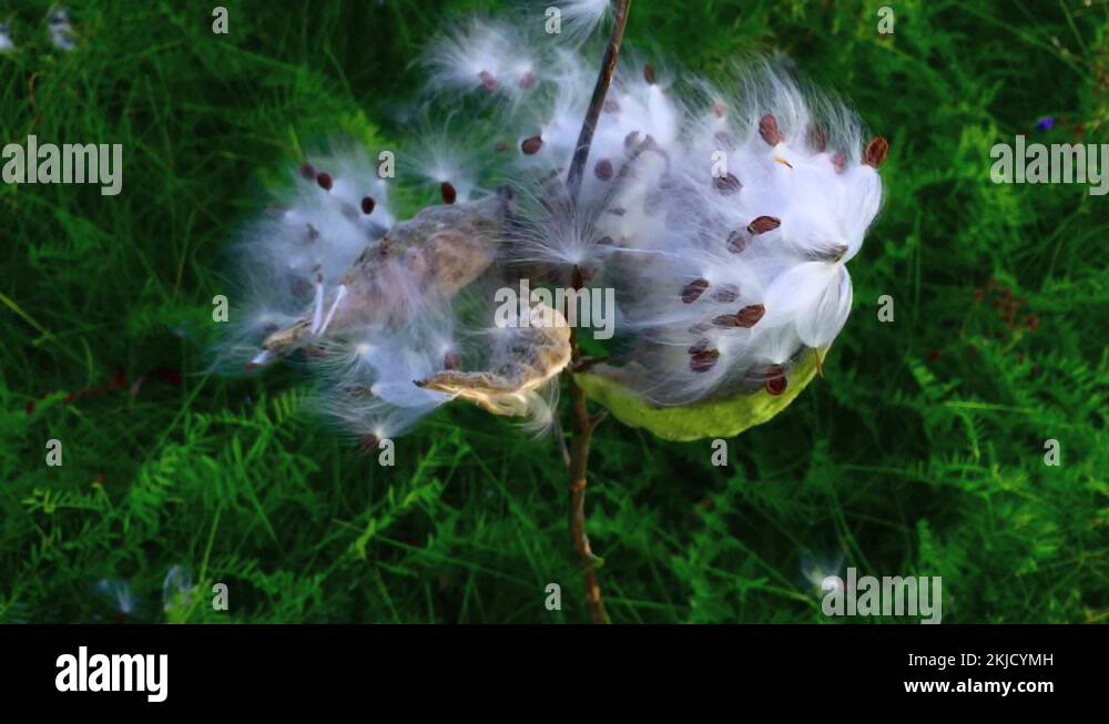 A close up of an exploded milkweed seed pod reveals it's beauty in the ...