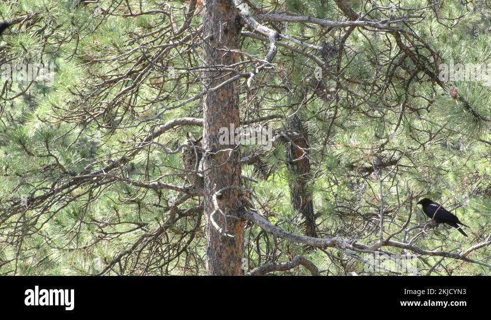 Mobbing bird Stock Videos & Footage - HD and 4K Video Clips - Alamy