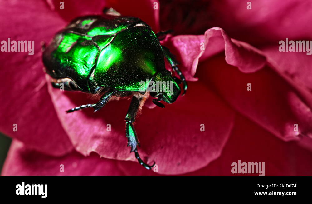 Close-up view of Green Rose chafer - Cetonia Aurata beetle on red rose ...