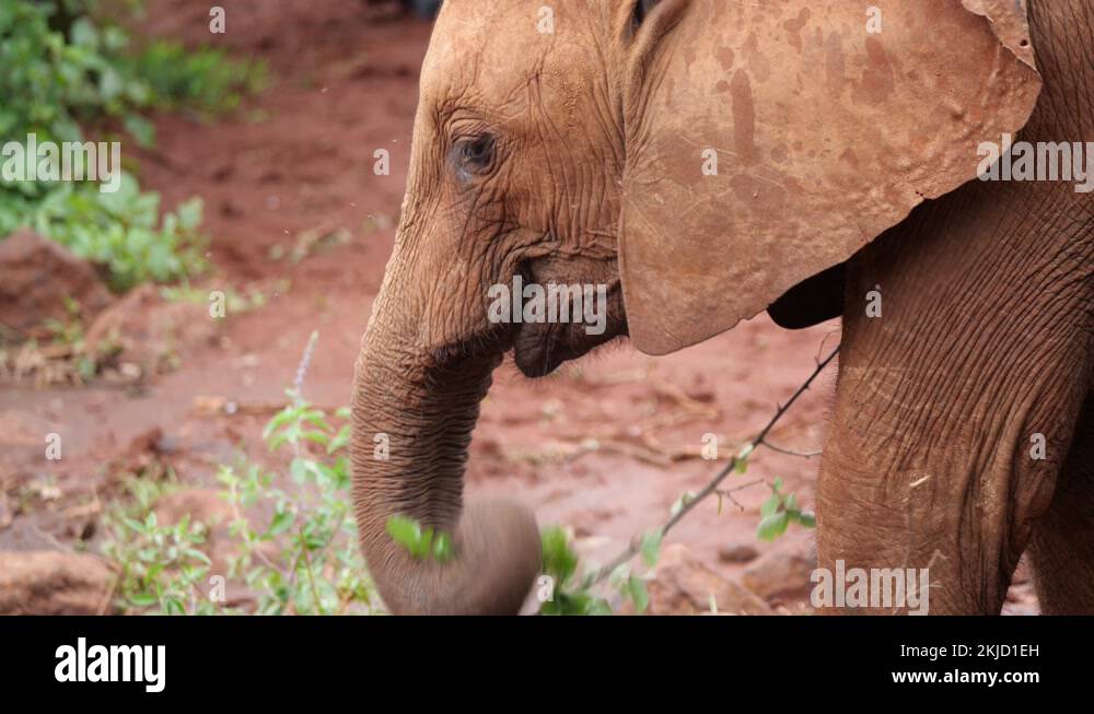 National park animal orphanage Stock Videos & Footage - HD and 4K Video ...